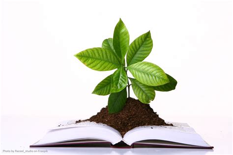 Una planta, ¿esto qué es?