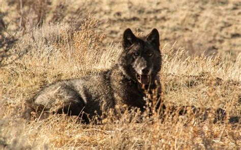 A Gray Wolf Visited Los Angeles County For The First Time In A Century