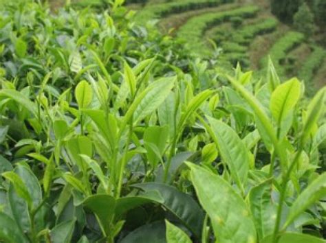 大山茶叶图片茶叶图片第3页大山谷图库