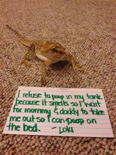 Sassy Lizard With Attitude