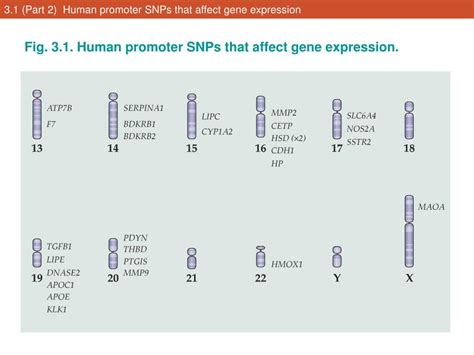 Ppt Snp And Variation Powerpoint Presentation Free Download Id3647802