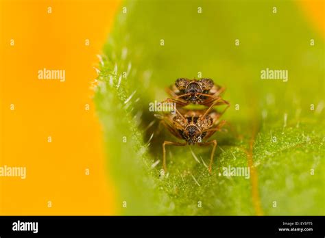 Lace Bug Mating On A Leaf Stock Photo Alamy