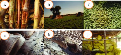 Storage Grain Structures A Cobs In Gotera B Stalk In The Fi Eld