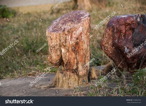 Fossilized Tree Trunks Triassic Period Fossil Stock Photo Shutterstock
