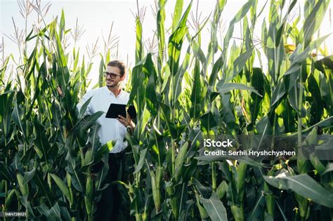 농학자는 옥수수 밭에서 태블릿 터치 패드 컴퓨터를 들고 수확하기 전에 작물을 검사합니다 농업 관련 산업 개념입니다 여름에 옥수수 밭에 태블릿을 들고 서 있는 농업 엔지니어