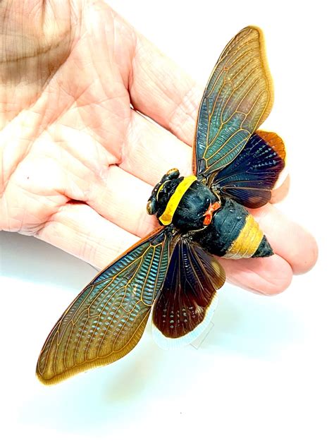 Cicada Tacua Speciosa Real Specimen Etsy