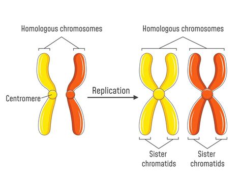 Chromatin Definition Composition Function Role And Location