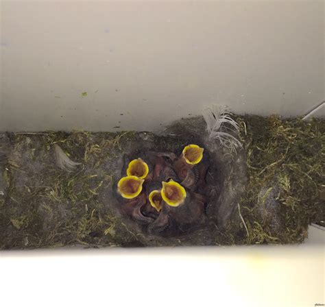 Поселились в почтовом ящике Пикабу