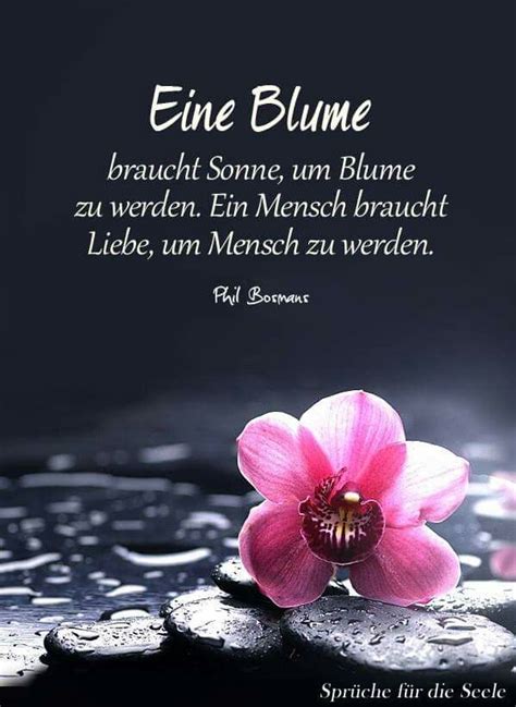 Blumenbilder Mit Spruch Blumen Sprüche Lustig Akapv