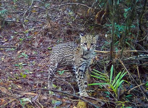 Donate To Atlantic Forest Biodiversity Monitoring Globalgiving