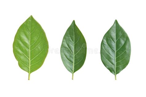 A Collection Of Three Different Leaf Species On A Clean White