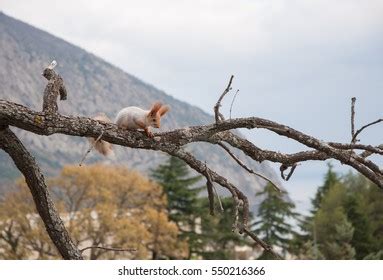 Red Squirrel Without Background Images Stock Photos Vectors Shutterstock
