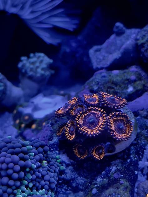 Zoanthid Id Please R Reeftank