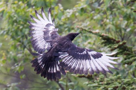 Leucistic Crows Piebald Crow Pied Raven Different Color Ravens