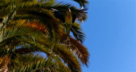Monk Parakeet Free Photos On