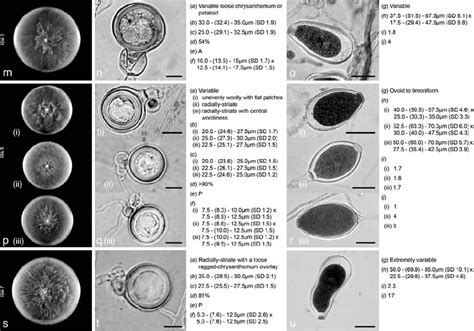 Cont Column 3 Descriptions And Measurements Of Sexual Reproductive Download Scientific