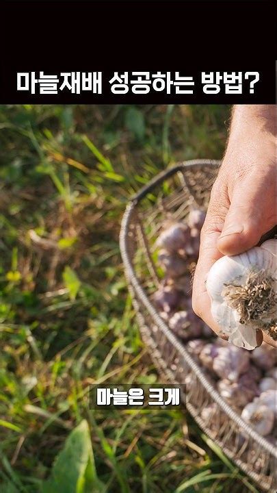 마늘 재배 성공하는 방법 심는시기 심는법 1분 농사정보 Shortsvideo Youtube