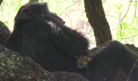Chimp Adopts Kitten As Pet In Incredible Video Nature News Express Co Uk
