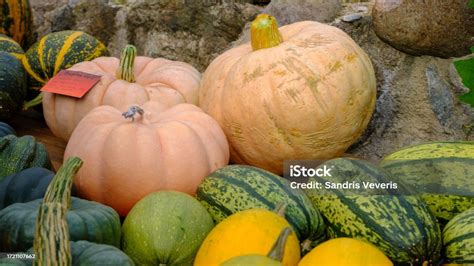 호박 개념입니다 가을 수확 호박 수프 파이 추수 감사절의 전통적인 상징 농지 선택적 초점 가을 유기농 채소 배경 시골 시장 10월에 대한 스톡 사진 및 기타 이미지 Istock
