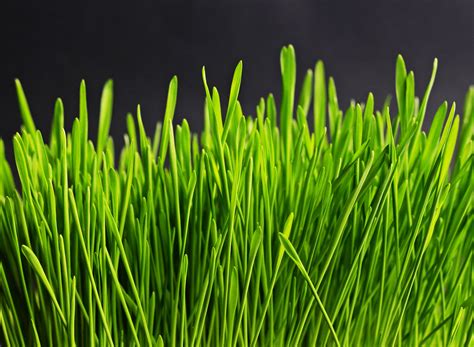 Reseeding Your Lawn If You Have Thin Or Bare Spots On Your Lawn You May