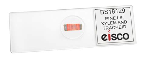 Pine Xylem And Tracheids Prepared Microscope Slide 75x25mm Microscope Slides Biology