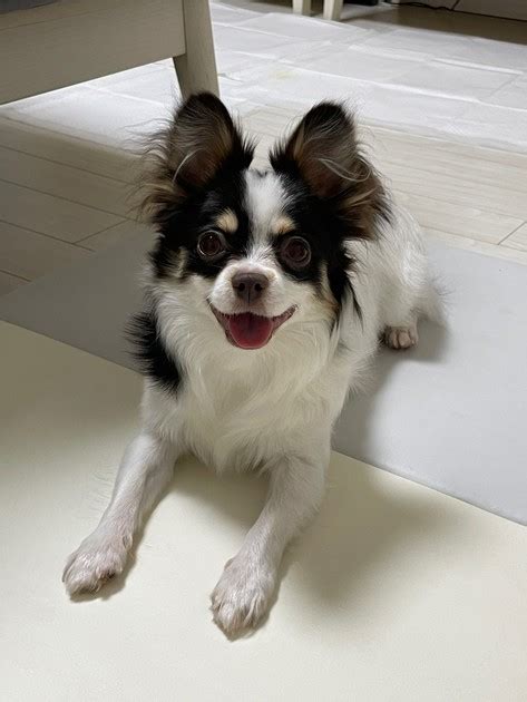 장모 치와와 애기 강아지 책임분양 아이조아 유기방지입양 파양 강아지보호소 고양이보호소 무료분양센터