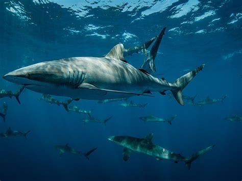 Baja Shark Experience O Que Saber Antes De Ir Atualizado 2026