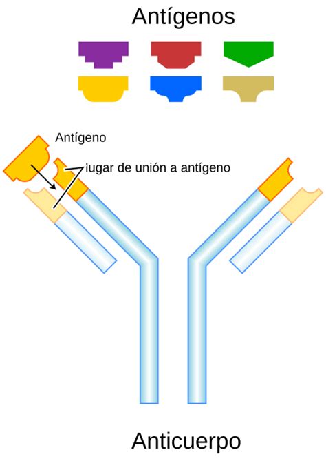 Anticuerpo Wikipedia La Enciclopedia Libre