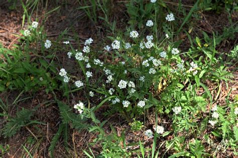 Berteroa Incana As A Weed Grows In The Wild Stock Image Image Of