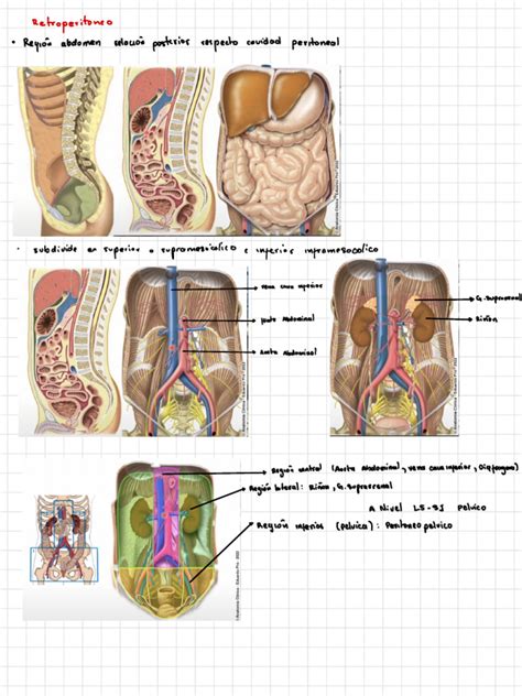 Retroperitoneo Pdf