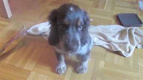 Doudou Mon Bébé Cocker Spaniel Youtube