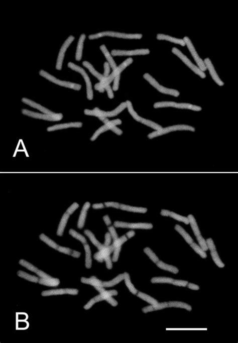 Fluorescent Banded Chromosomes Of Tsuga Sieboldii A Cma Staining B Download Scientific