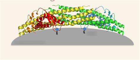 Endosomal Sorting Diagram Quizlet