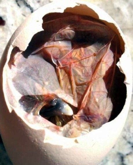 Assisting Hatching What You Need To Know BEFORE You Assist Tassie Bird And Poultry Supplies