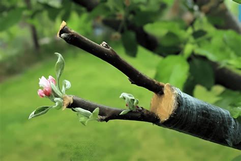 Mastering The Art Of Rooting Tree Branches To Propagate Trees