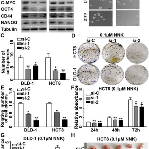 Nnk Induced Dusp4 Was Essential For Maintaining Activated Erk12 In An
