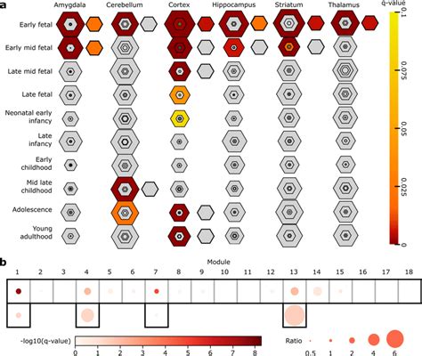 Spatiotemporal Expression Patterns Of The 328 Known And 34 Plausible