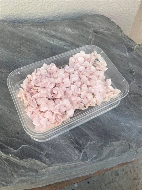 Стабілізована гортензія 10 г колір Пудровий купити ціна у Києві Львові Одесі Magic Gardens