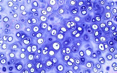 Hyaline Cartilage Light Micrograph Stock Image C0602692 Science