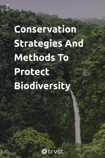 Conservation Strategies And Methods To Protect Biodiversity
