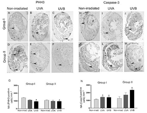 Cell Proliferation And Cell Death Labeled With Anti Phh3 Arrowhead