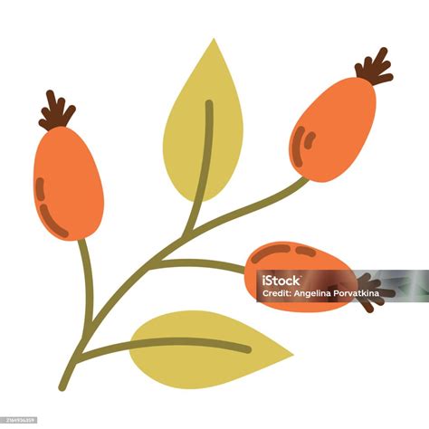 흰색 배경에 빨간 딸기와 녹색 잎과 로즈힙 가지 로즈힙 벡터 일러스트 레이 션 아이콘 식물 일러스트 레이 션 0명에 대한 스톡 벡터 아트 및 기타 이미지 Istock
