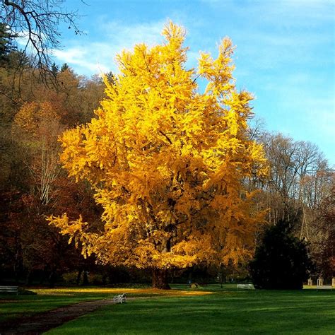 Buy Maidenhair Tree Ginkgo Biloba £99 99 Delivery By Crocus