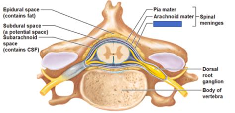 Somso Fifth Cervical Vertebra Spinal Cord Spinal Nerves And Meninges