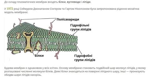 Презентація Структура еукаріотичної клітини клітинна мембрана цитоплазма