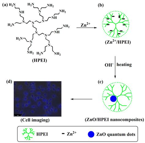 Polymers Free Full Text In Situ Preparation Of Amphibious Zno Quantum Dots With Blue