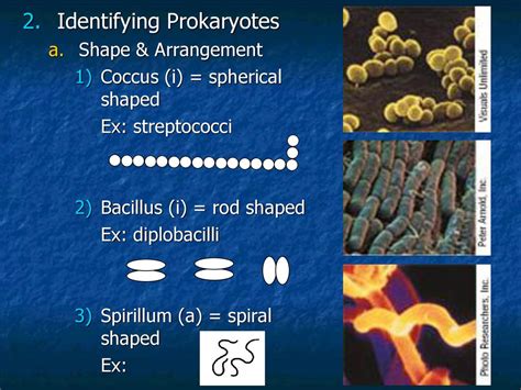 Bacteria And Viruses Ppt Download