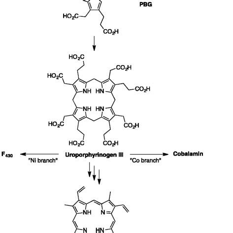 Biosynthesis Of Tetrapyrrole Macrocycles All Species Shown In Neutral