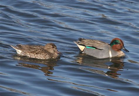Male And Female Green Winged Teals Bird Life List Teal Duck Teal