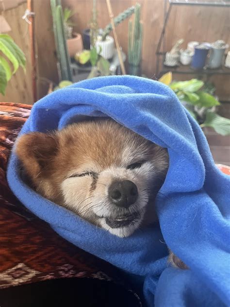 My 18 Year Old Pomchi Rpomchi